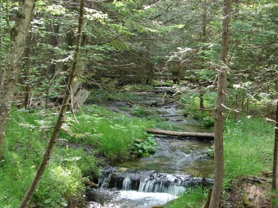Up for a Trail Walk? Visit the Seven Bridges Park Trail