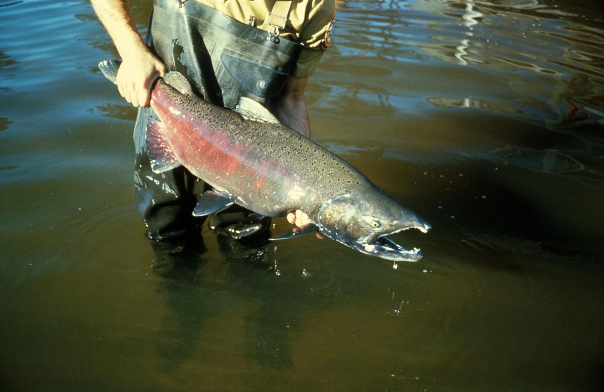 DNR Proposes Chinook Salmon Population Boost in Lake Michigan