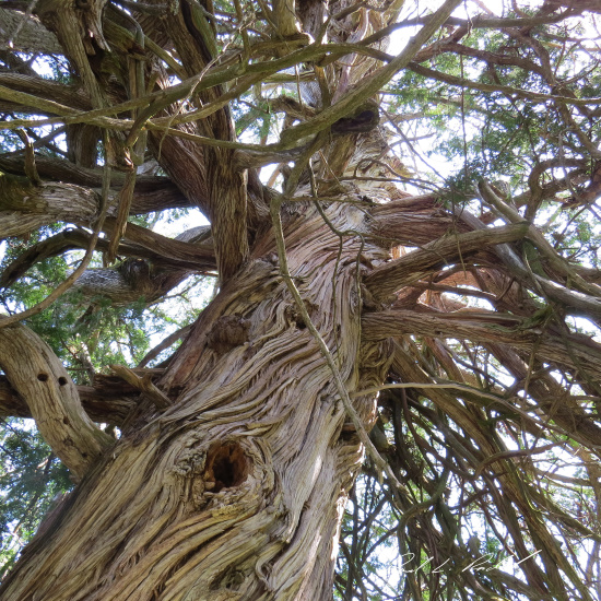 Falls Marks the Perfect Time to Visit 'The Big Cedar'