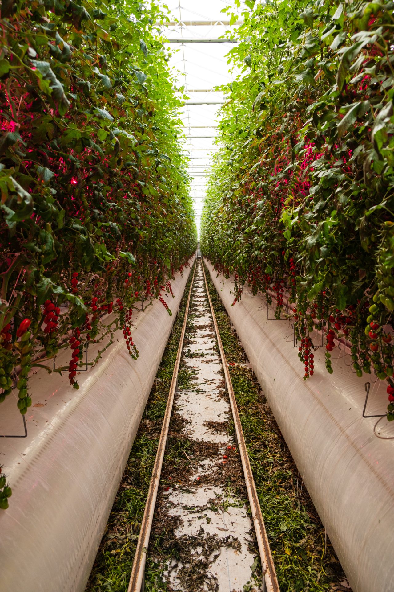 Vertical Farming Increases Its Impact in Michigan