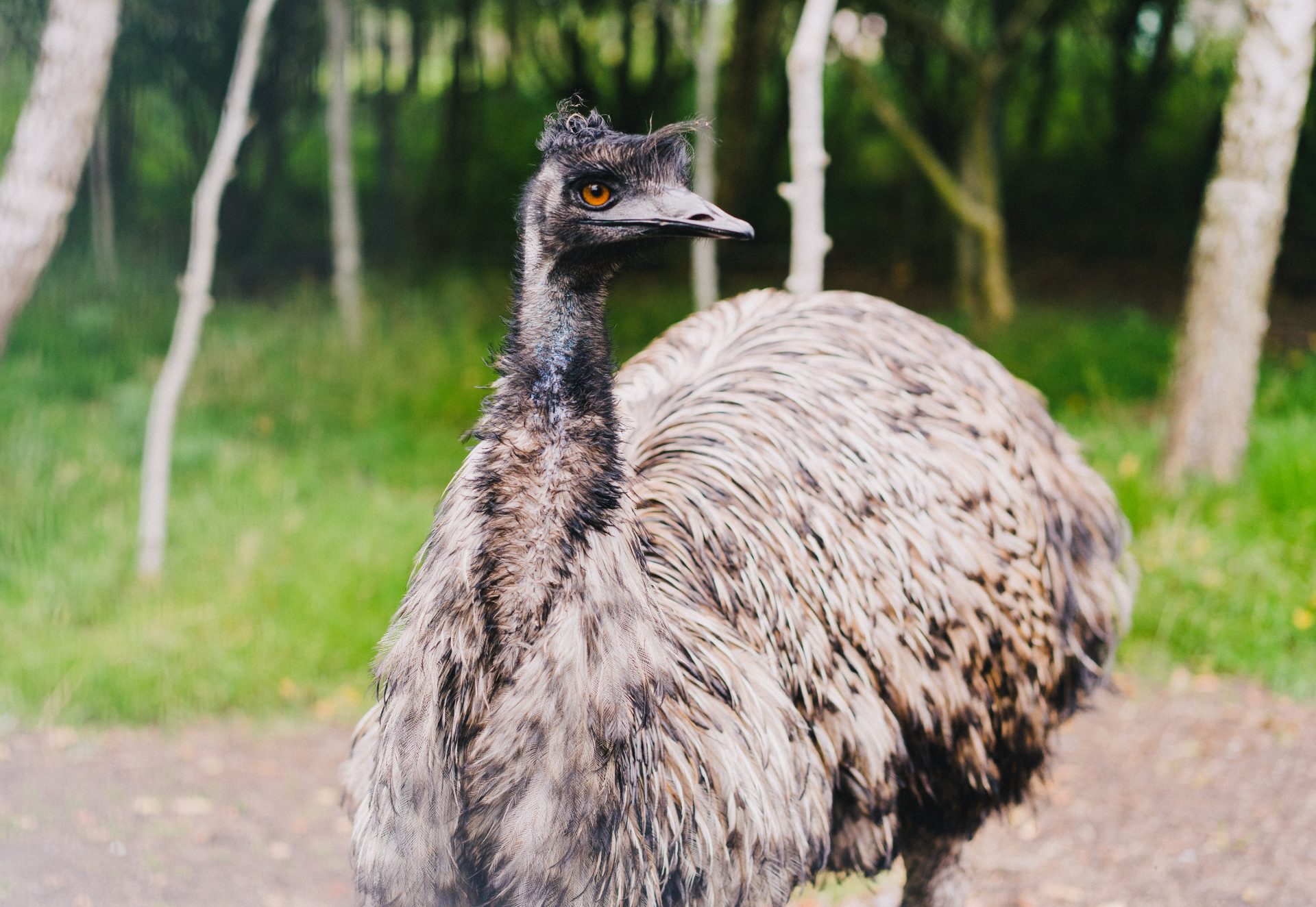 That's Emu-sing! Mob of Emus Captured in Kalamazoo County.