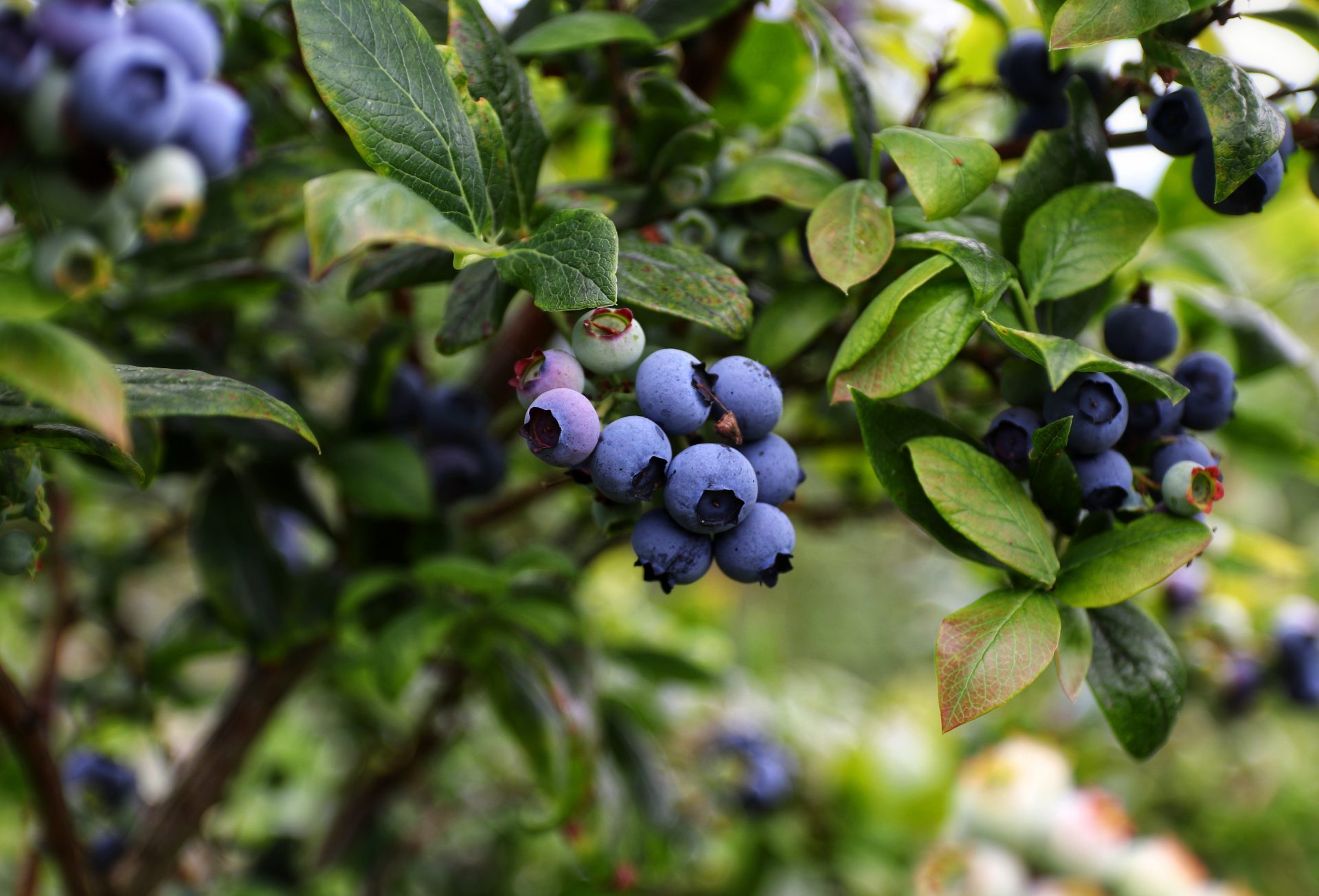 Migrant Workers Accuse Blueberry Farm of Human Trafficking, Involuntary Servitude