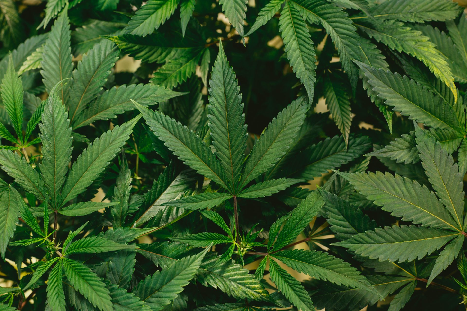 Ohio bill aims to ban Michigan marijuana