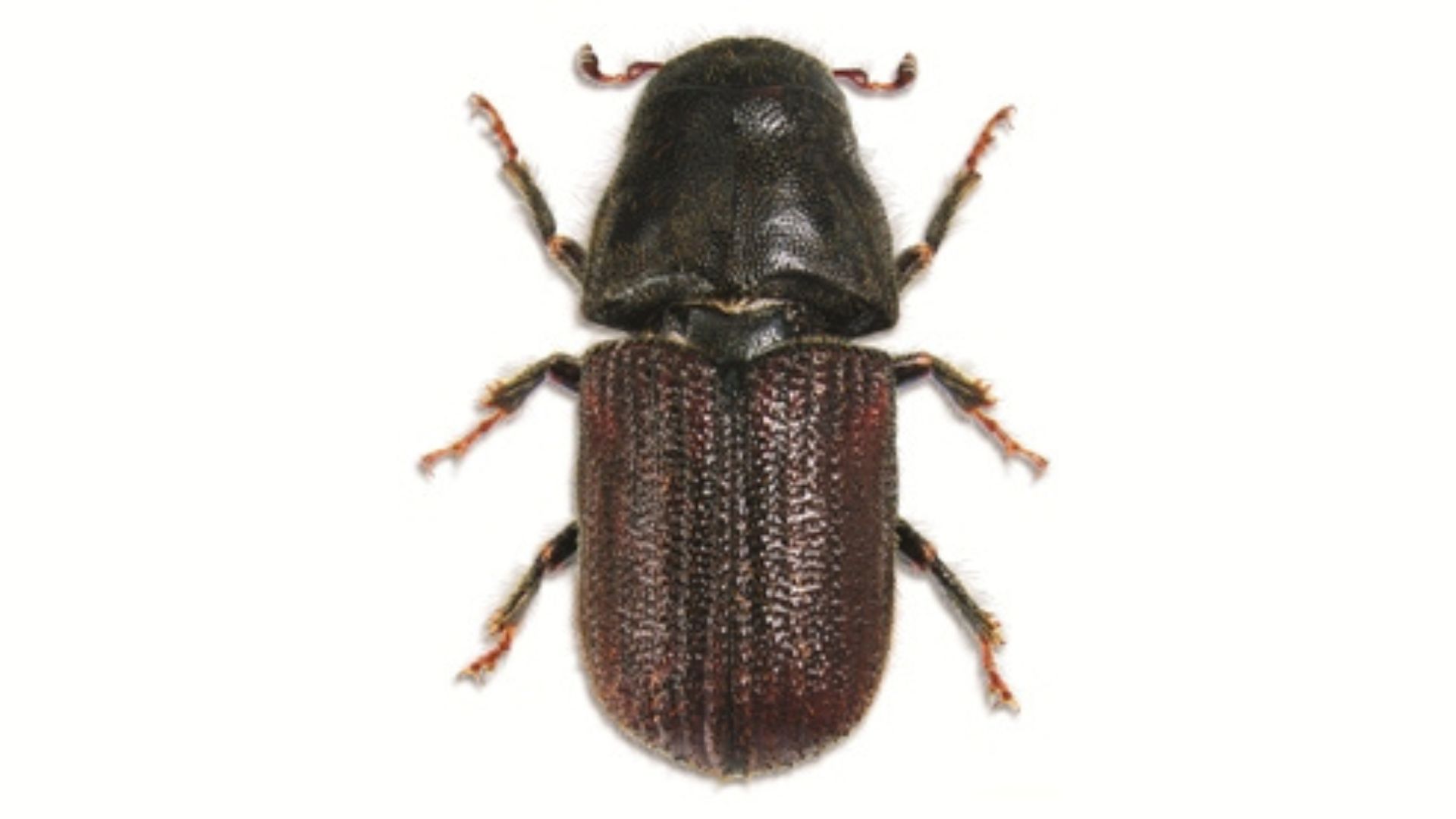 Michigan Gains New Invasive Species; DNR Encourages Reporting on Sight