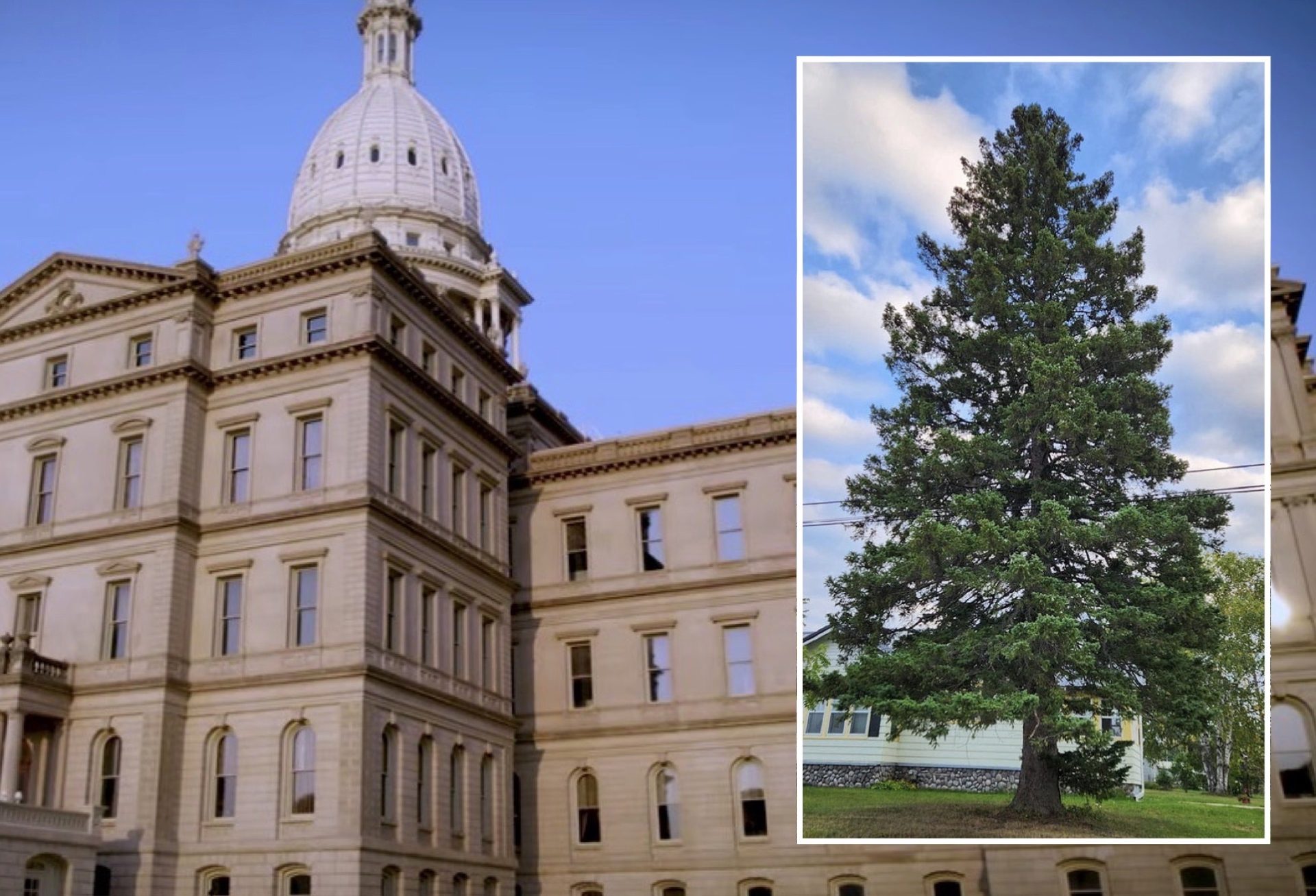 Merry Christmas! Michigan Chooses 36th Christmas Tree for Capitol