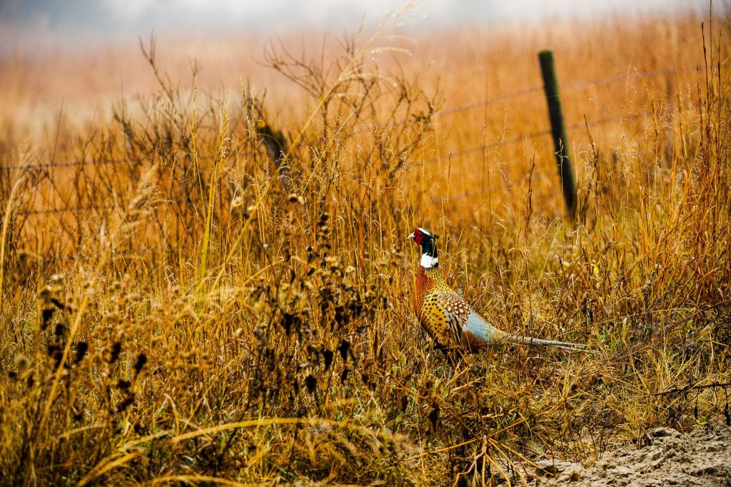 DNR Increases Pheasant Hunting Opportunities in Michigan