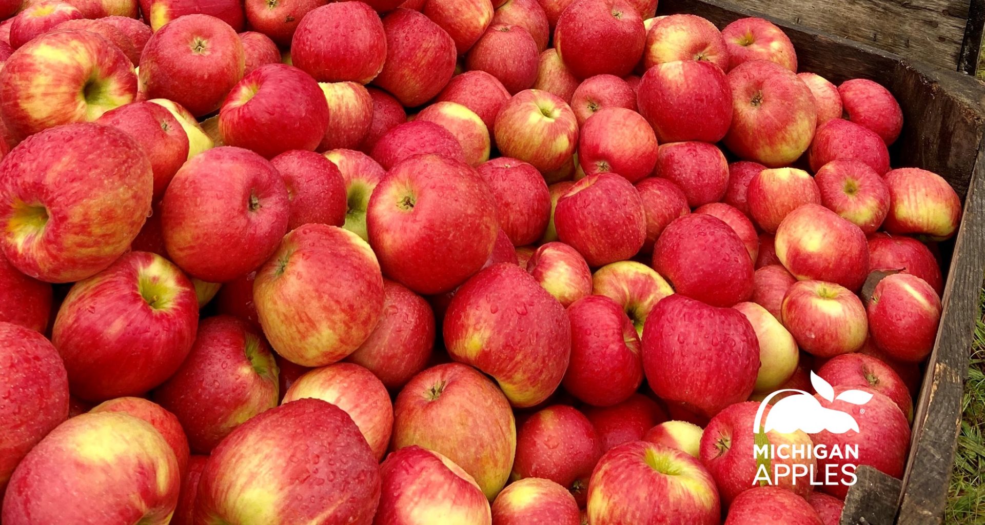 Michigan Apples Celebrate Third Consecutive Bumper Crop Harvest