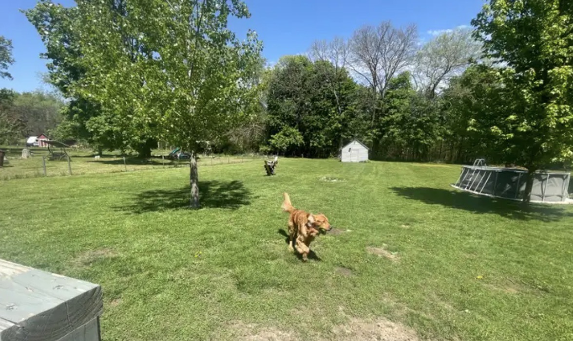 Unleash the Fun: Sniffspot Revolutionizes Dog Playtime with Private ...