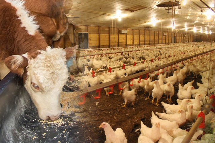 Michigan’s Feathered Fiasco: Bird Flu Outbreak Escalates