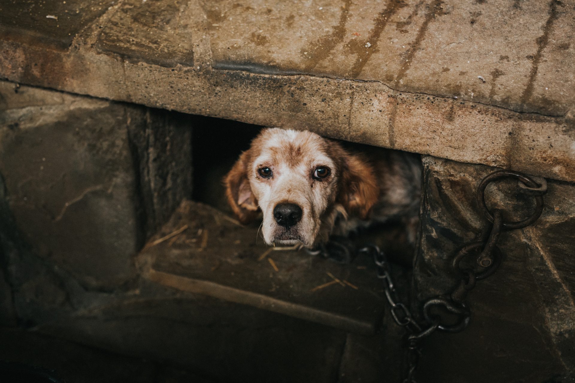 Michigan's Bold Move to Give Animals a Legal Voice in Court