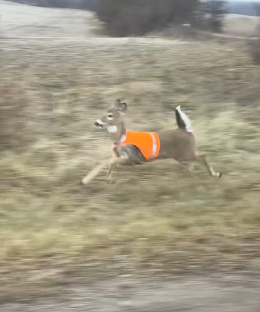 That's Wild! Deer Spotted in Michigan Sporting a Safety Vest.