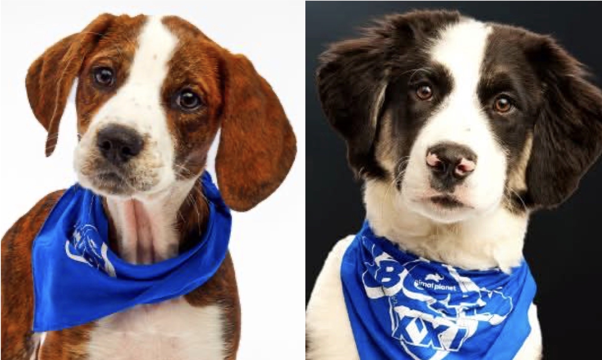 Two Michigan Puppies to Appear in February’s “Puppy Bowl”