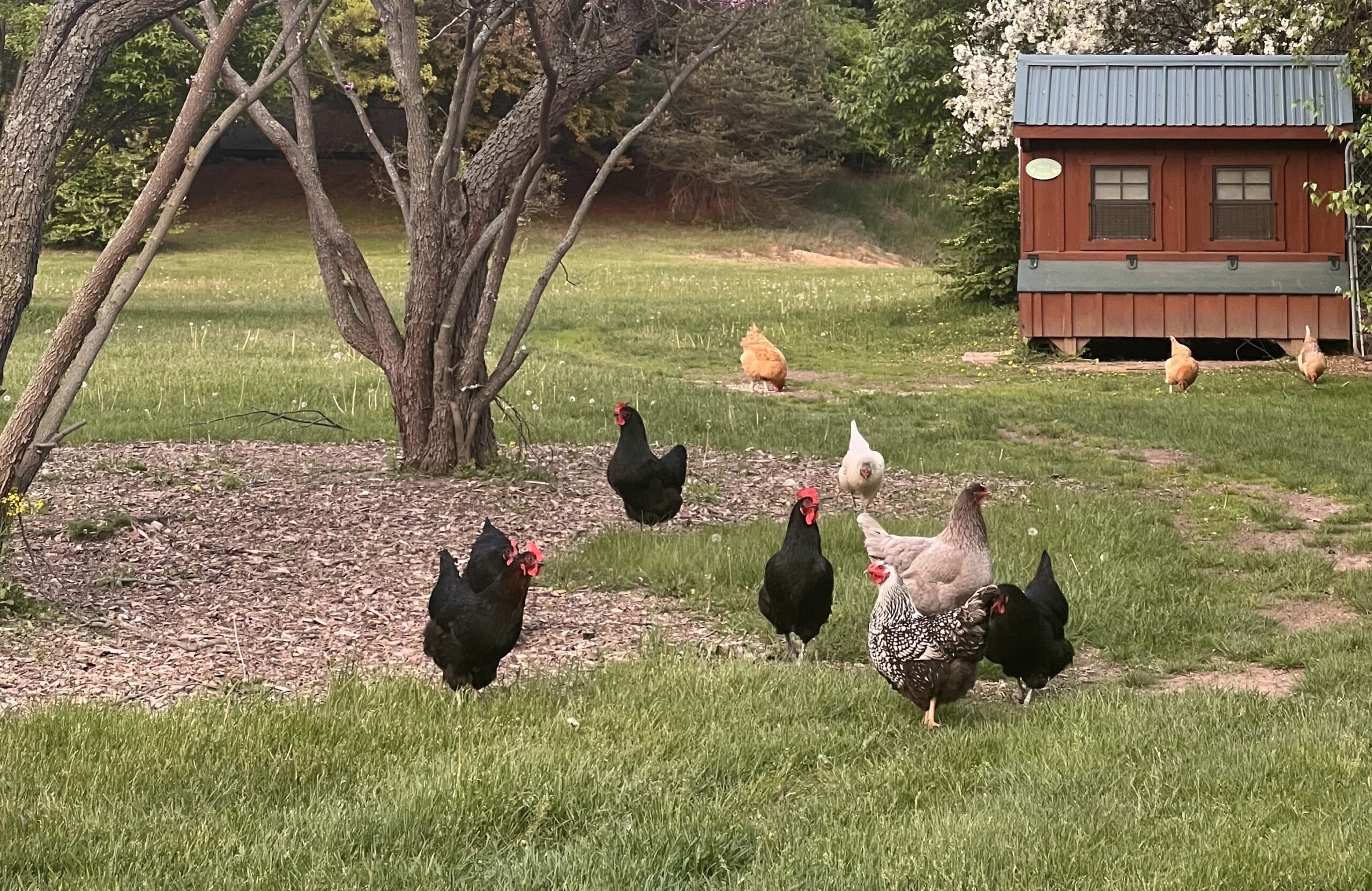 Shell Shocked: As Egg Prices Soar, Michiganders Flock to Backyard Chickens