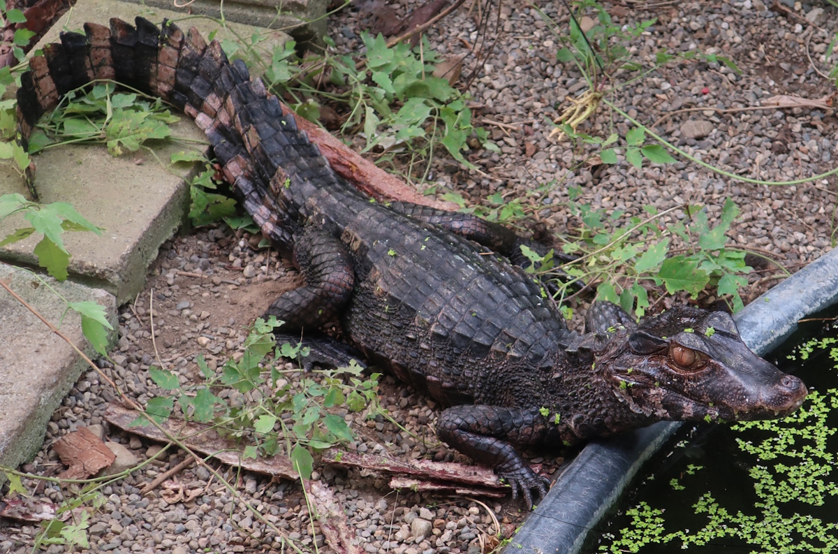 Who Let The Gators Out?