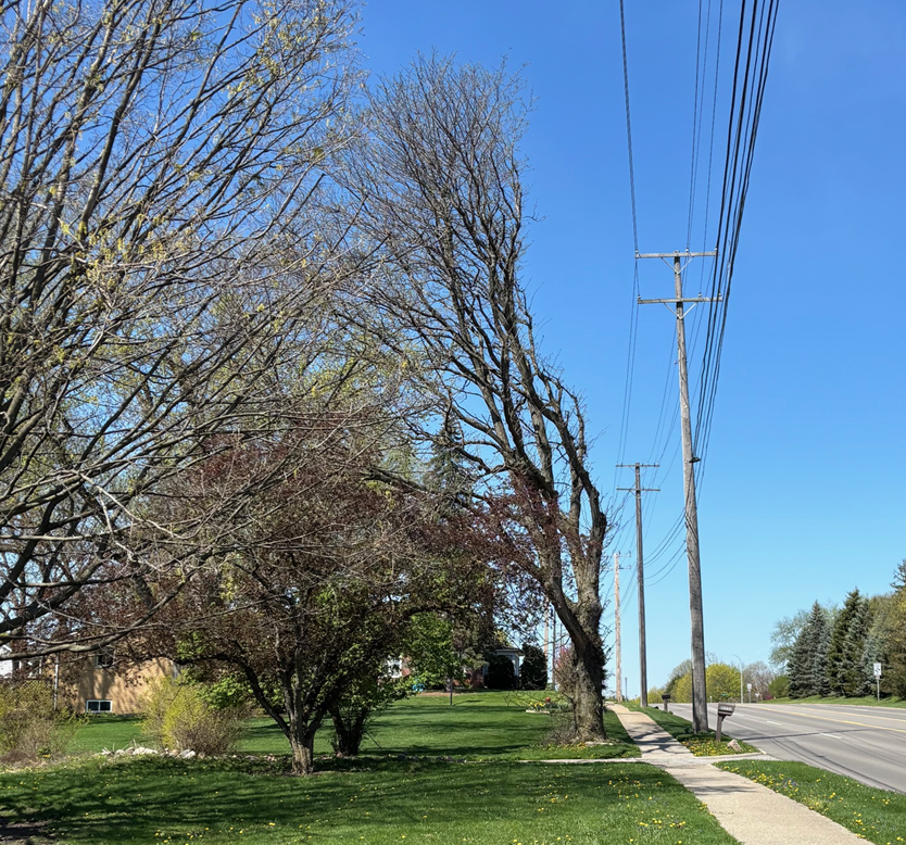 DTE Defends Tree Trimming Policy That Has Angered Many Resident