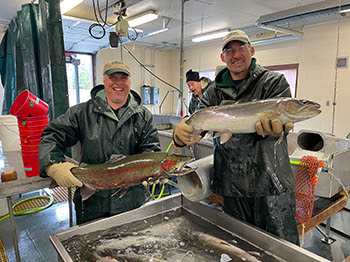 Spring Steelhead Egg Collection Kicks Off Soon on Little Manistee River