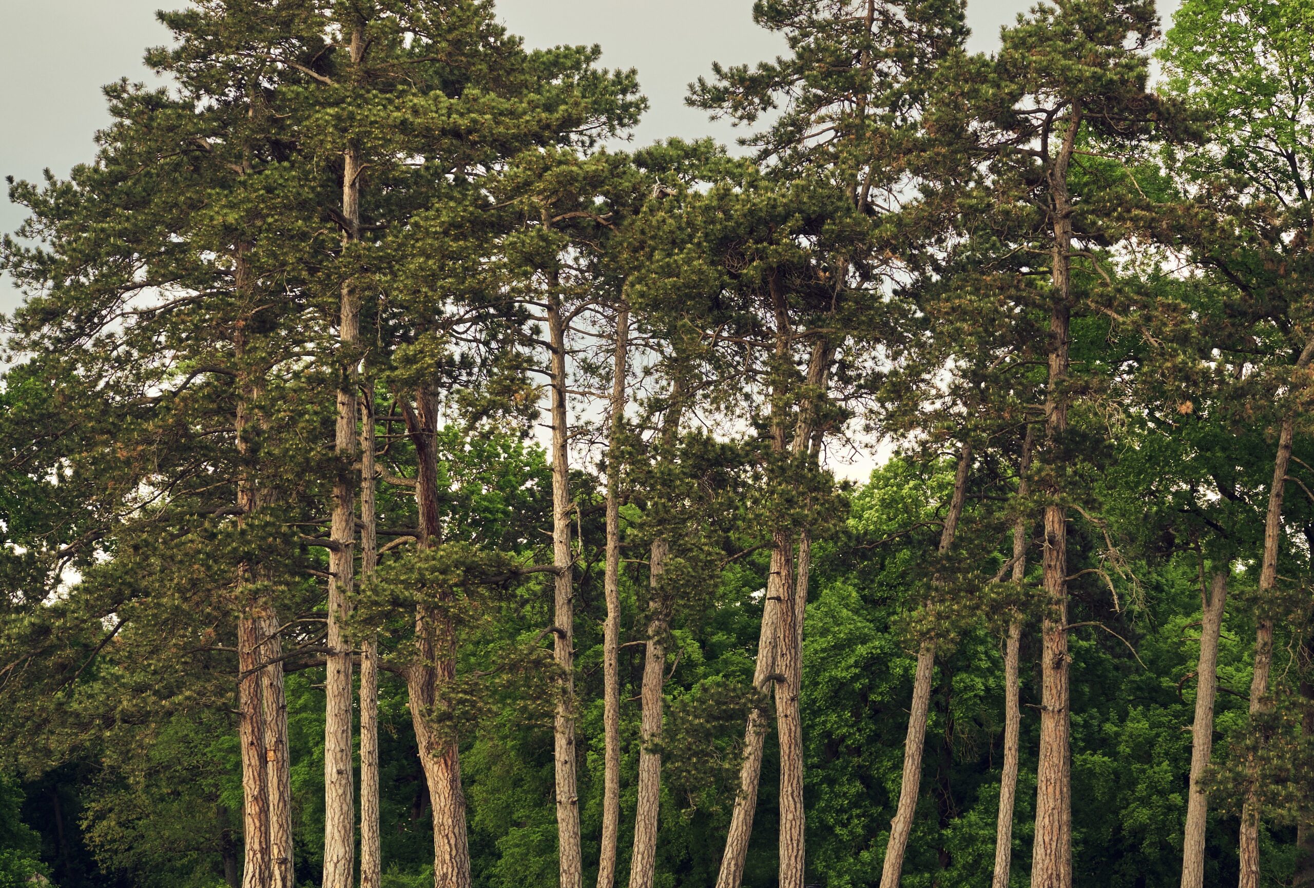 USDA's New Order Spurs Forest Clearing in Michigan