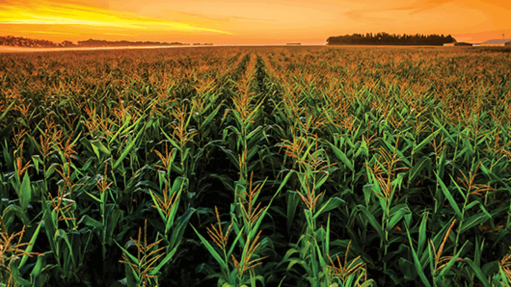 Corn “Sweating” is Real and Michigan’s in the Middle of the Sticky Mess