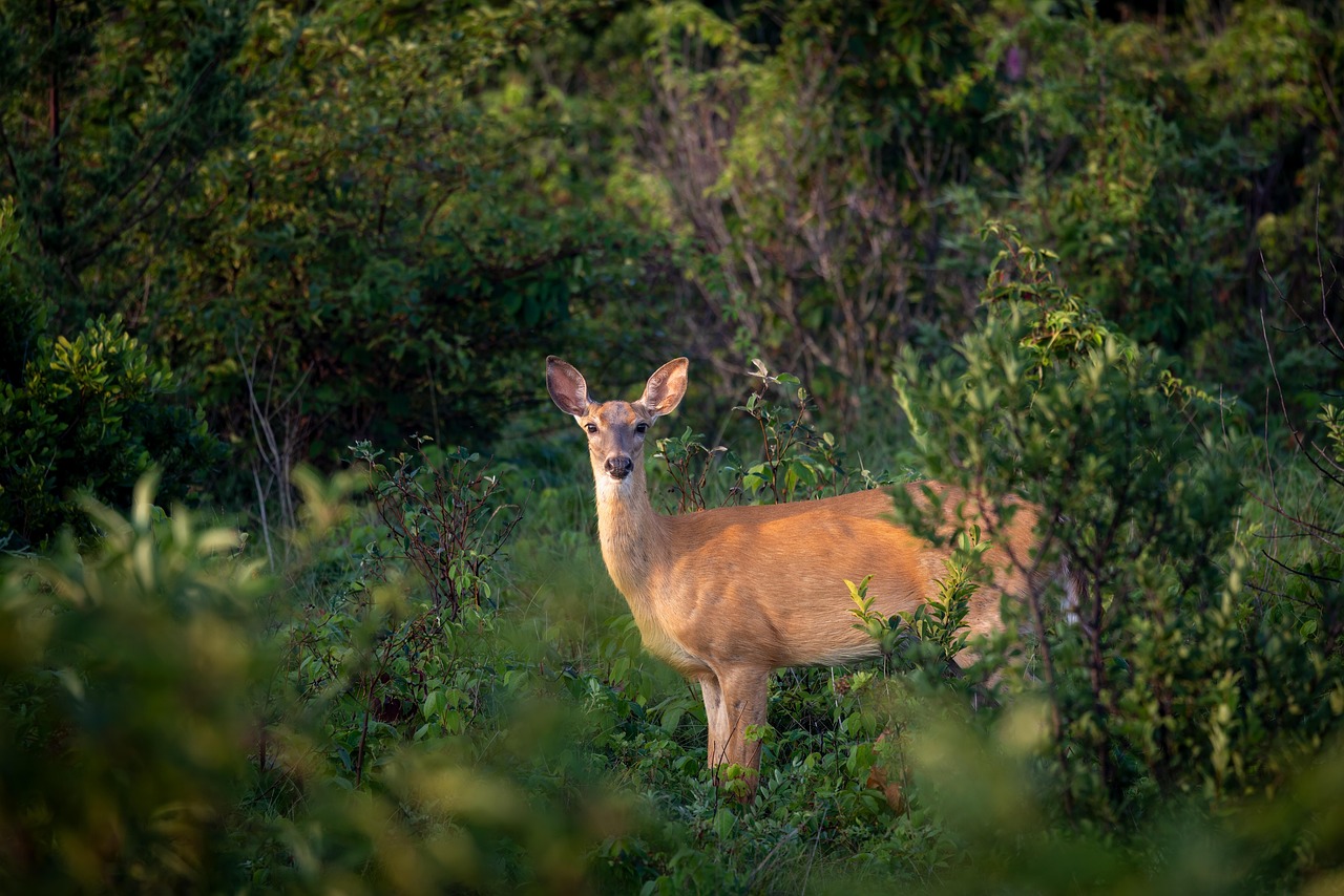 Hot Summer, Sick Deer: Michigan Confirms First EHD Cases of 2025