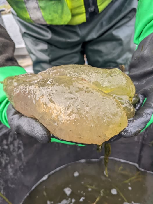 Lake Huron Blob: Not an Alien Monster, Just 480 Million Years of Spring ...