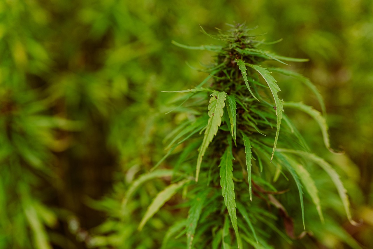 24% and Climbing: Michigan’s Weed Tax Faces First Test