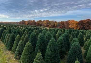 Michigan Tree Gets the Presidential Treatment This Christmas