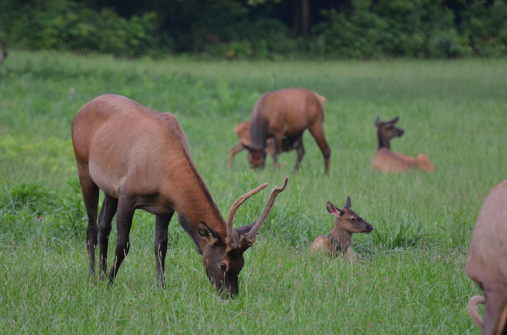 Record Demand, Relentless Conditions Shape Michigan’s 2025 Elk Hunt