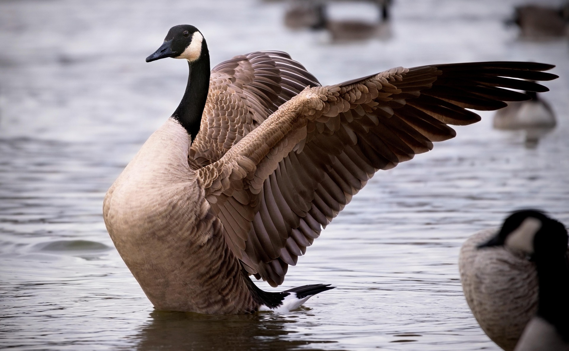 A Goose in Your Yard Could Get You Sued in Michigan