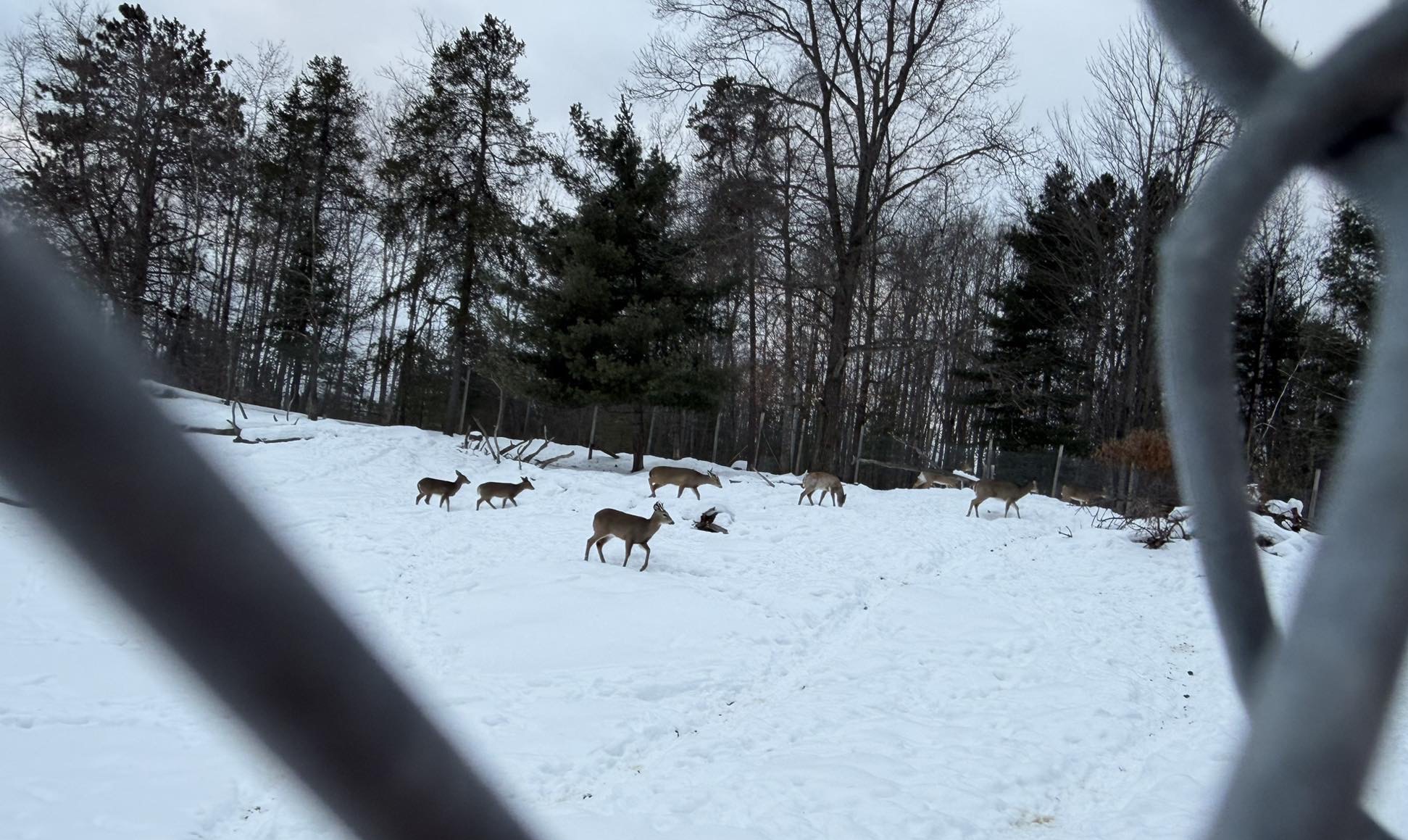 Deer Death Warrant: Iron Mountain Votes to Kill Iconic Park Herd