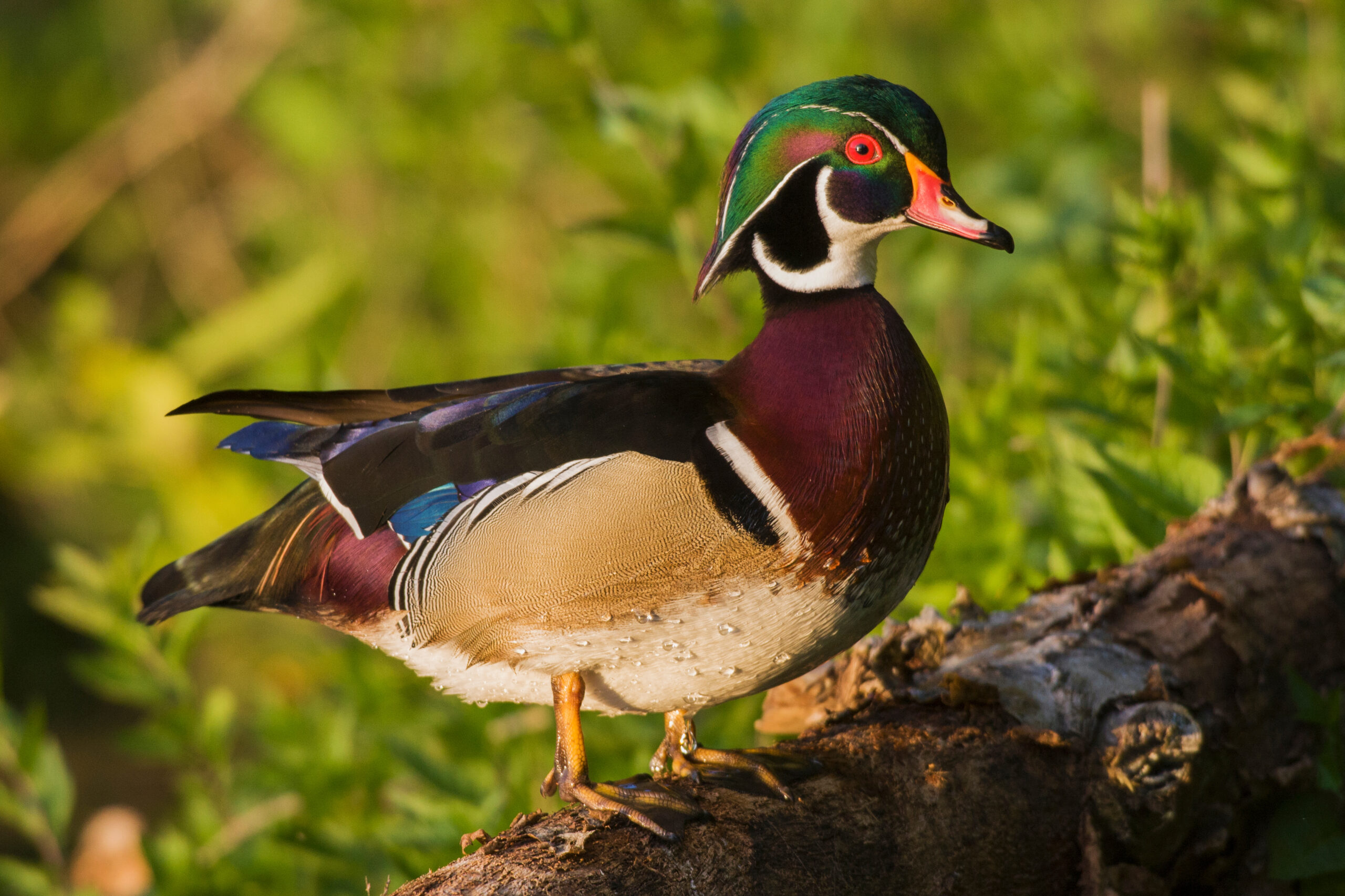 Quack Politics: Michigan Finally Gets a State Duck